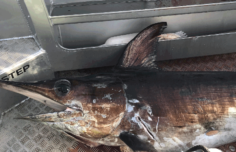 How to rig for daytime swordfishing - NZ Fishing World