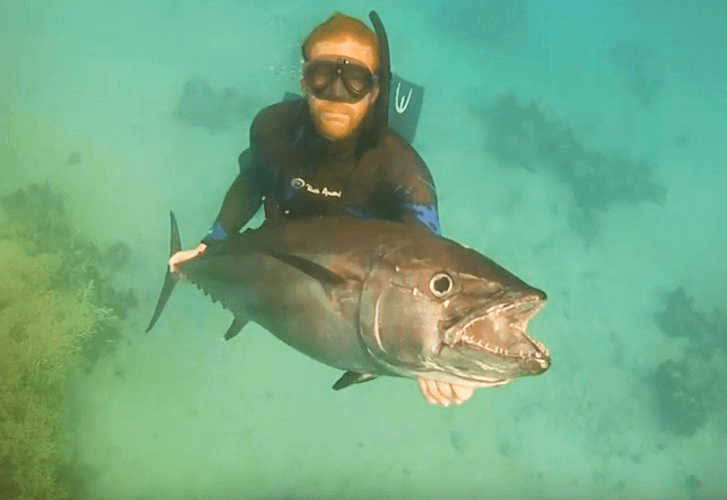 Spearfishing the Kingdom of Tonga - NZ Fishing World