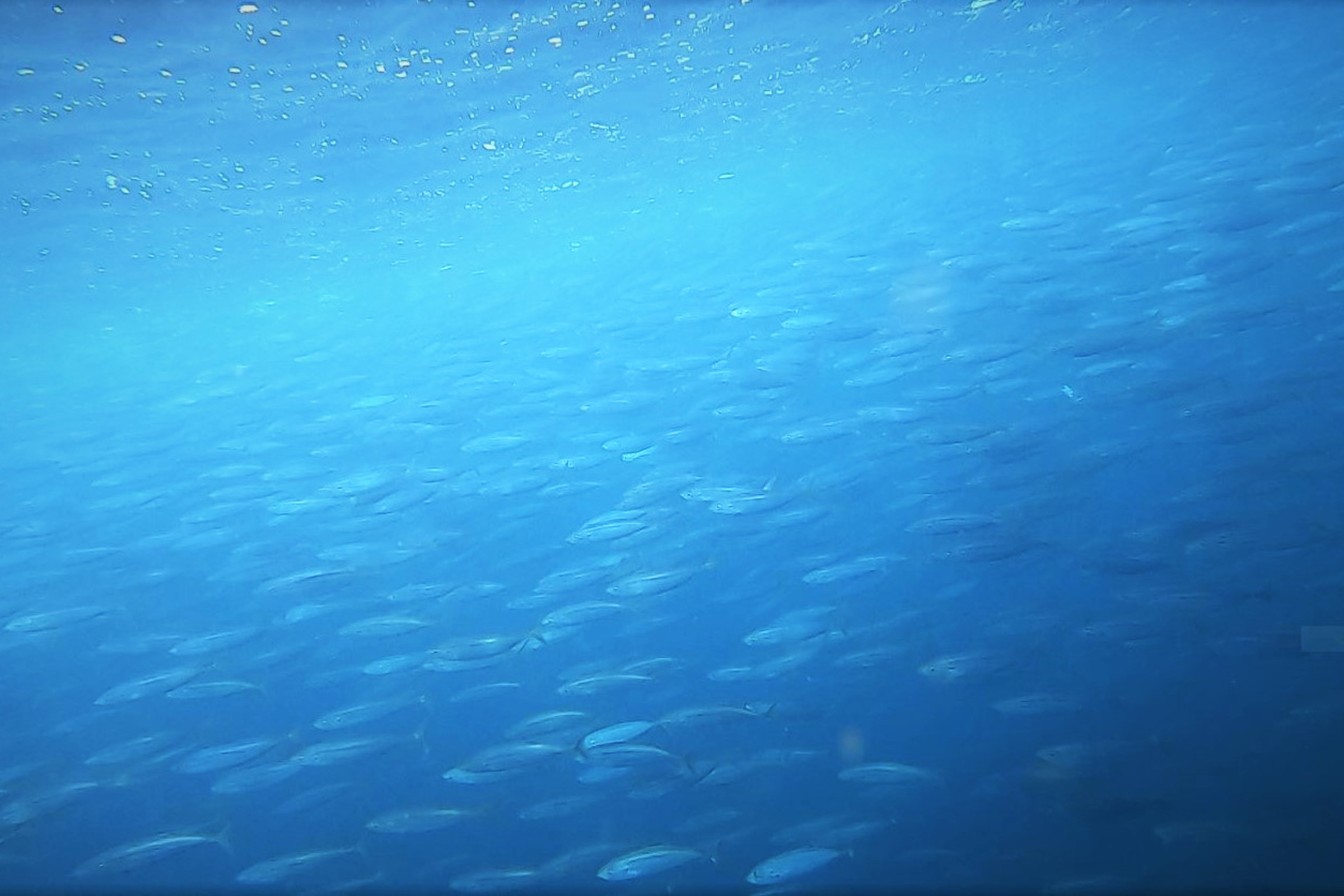 Fishing Report for Bay of Islands fishing report July