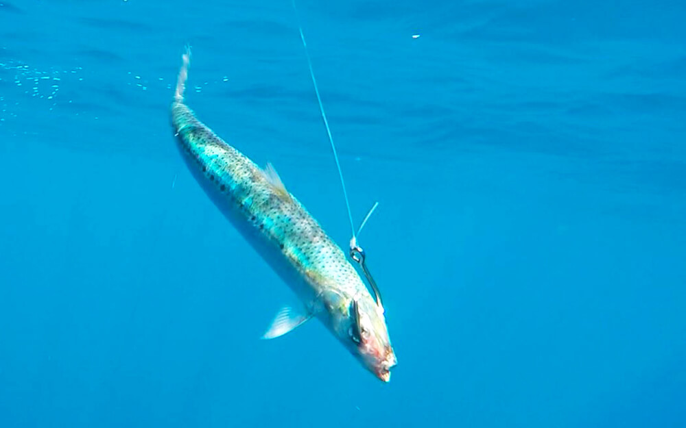 It's better alive part 2 - An expert's guide to livebaiting - NZ ...