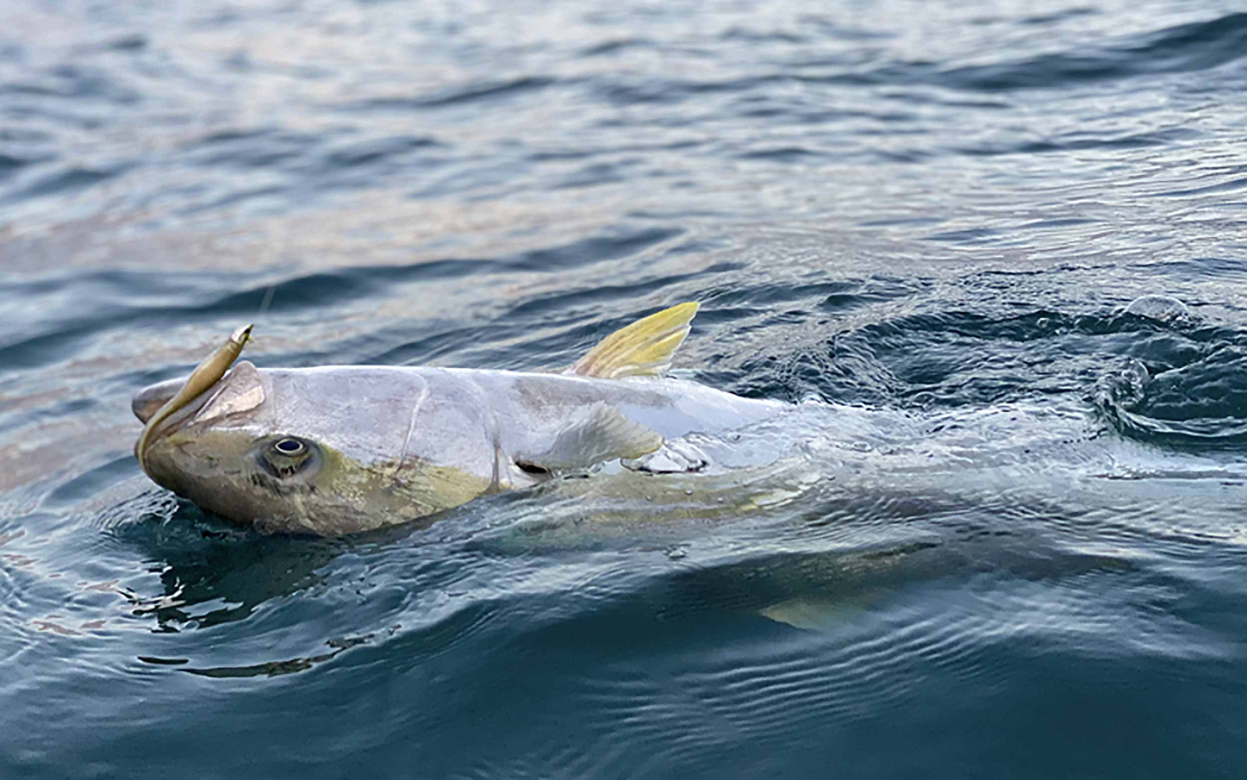 Barbless hooks are better! - NZ Fishing World