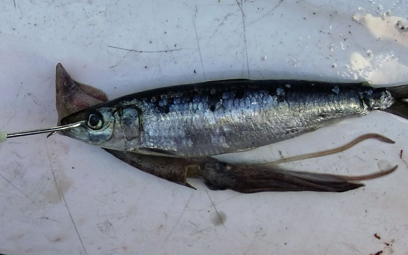 How to catch hapuka - NZ Fishing World