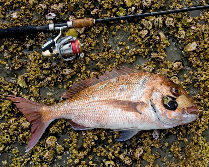 Spring into action - Land based snapper - NZ Fishing World