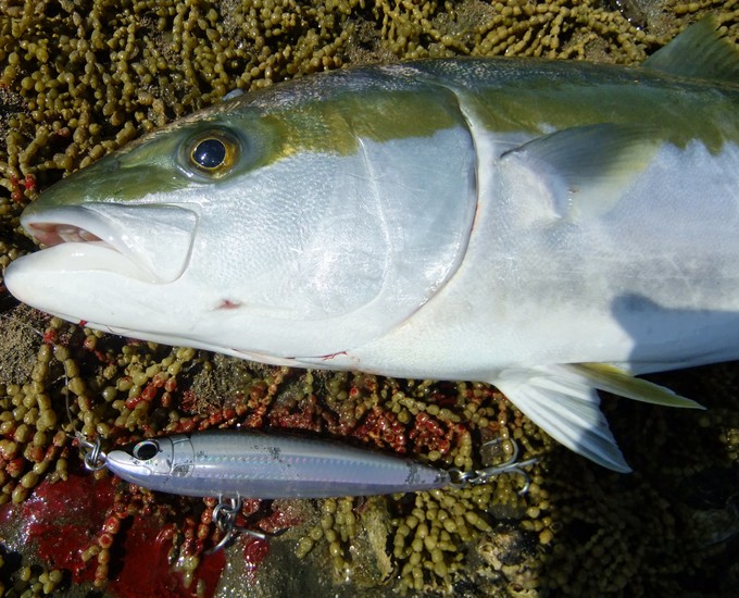 Top water kingfish off the rocks - NZ Fishing World
