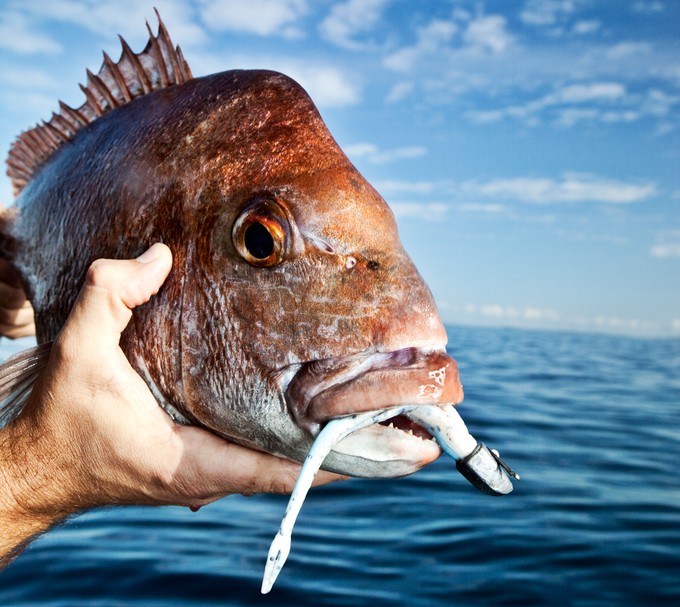 The insiders guide to snapper - rods, reels, lines and different baits ...