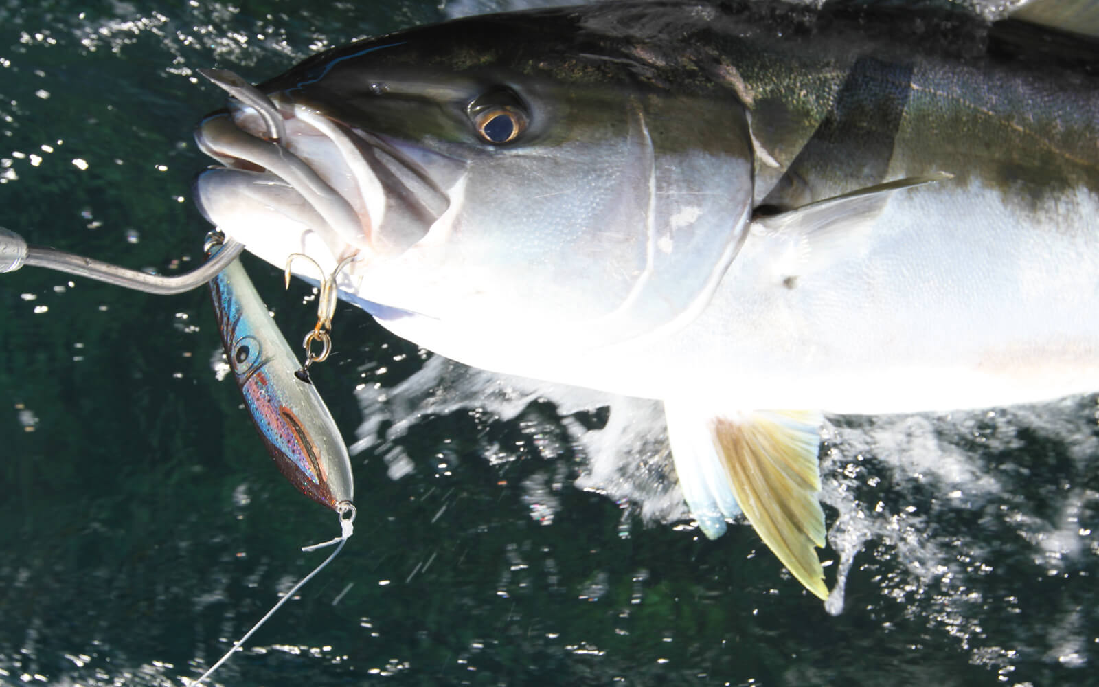 Top water fishing from Tauranga - NZ Fishing World