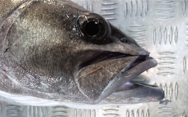 How to catch hapuka - NZ Fishing World