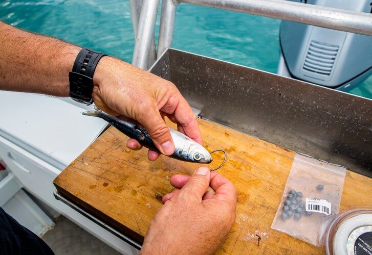 Catching your own bait - NZ Fishing World