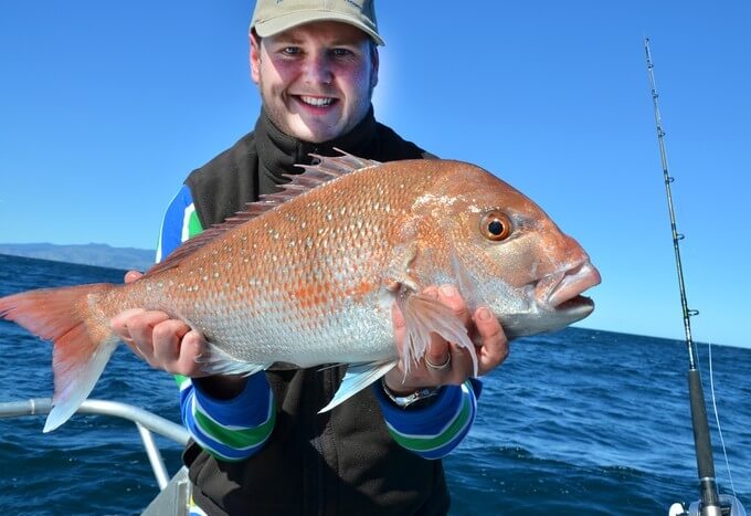 In snapper paradise - Great Barrier Island - NZ Fishing World