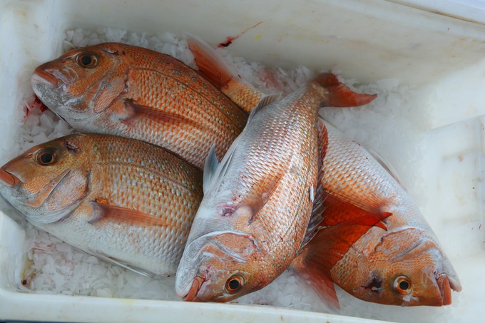 The insiders guide to snapper - rods, reels, lines and different baits ...