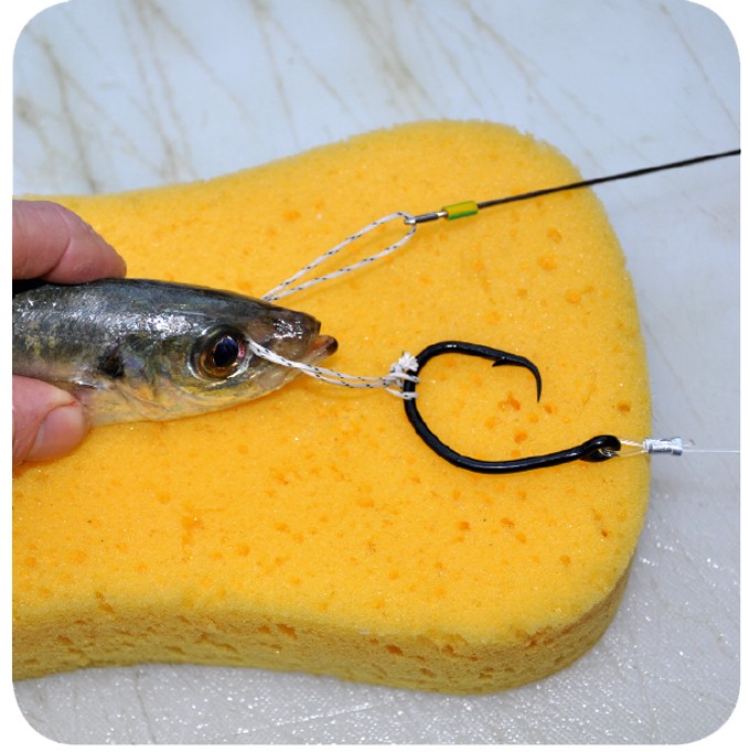 How to bridle rig live bait - NZ Fishing World