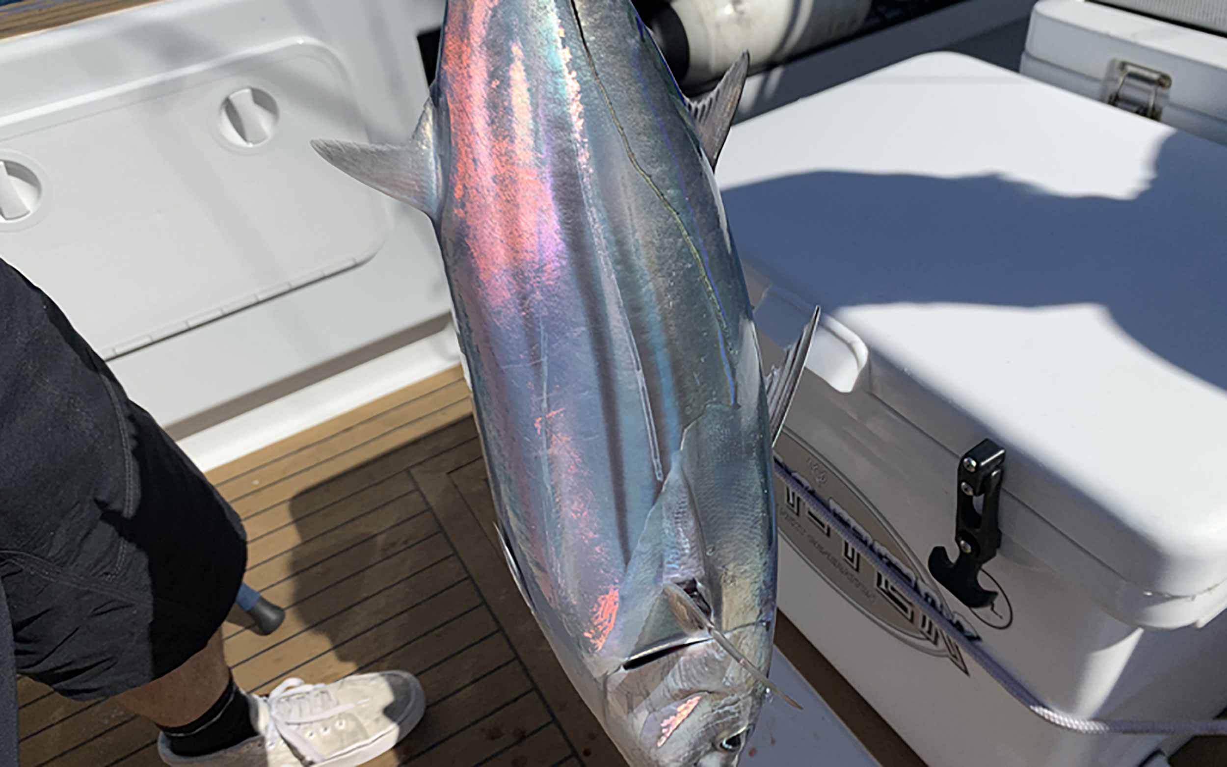 Tungsten Micro jigs – Why you need them - NZ Fishing World