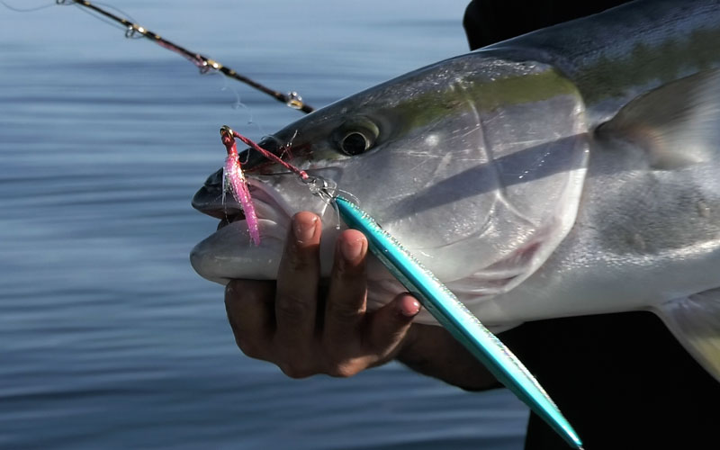 Guide to catching kingfish in the Coromandel - NZ Fishing World