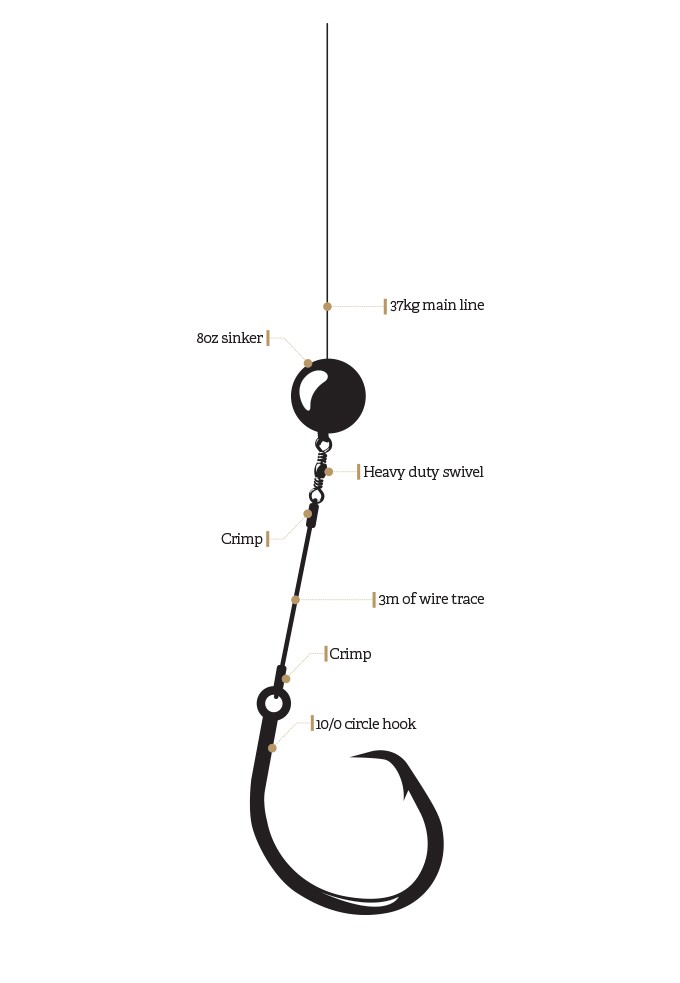 To catch a predator - Targeting sharks - NZ Fishing World