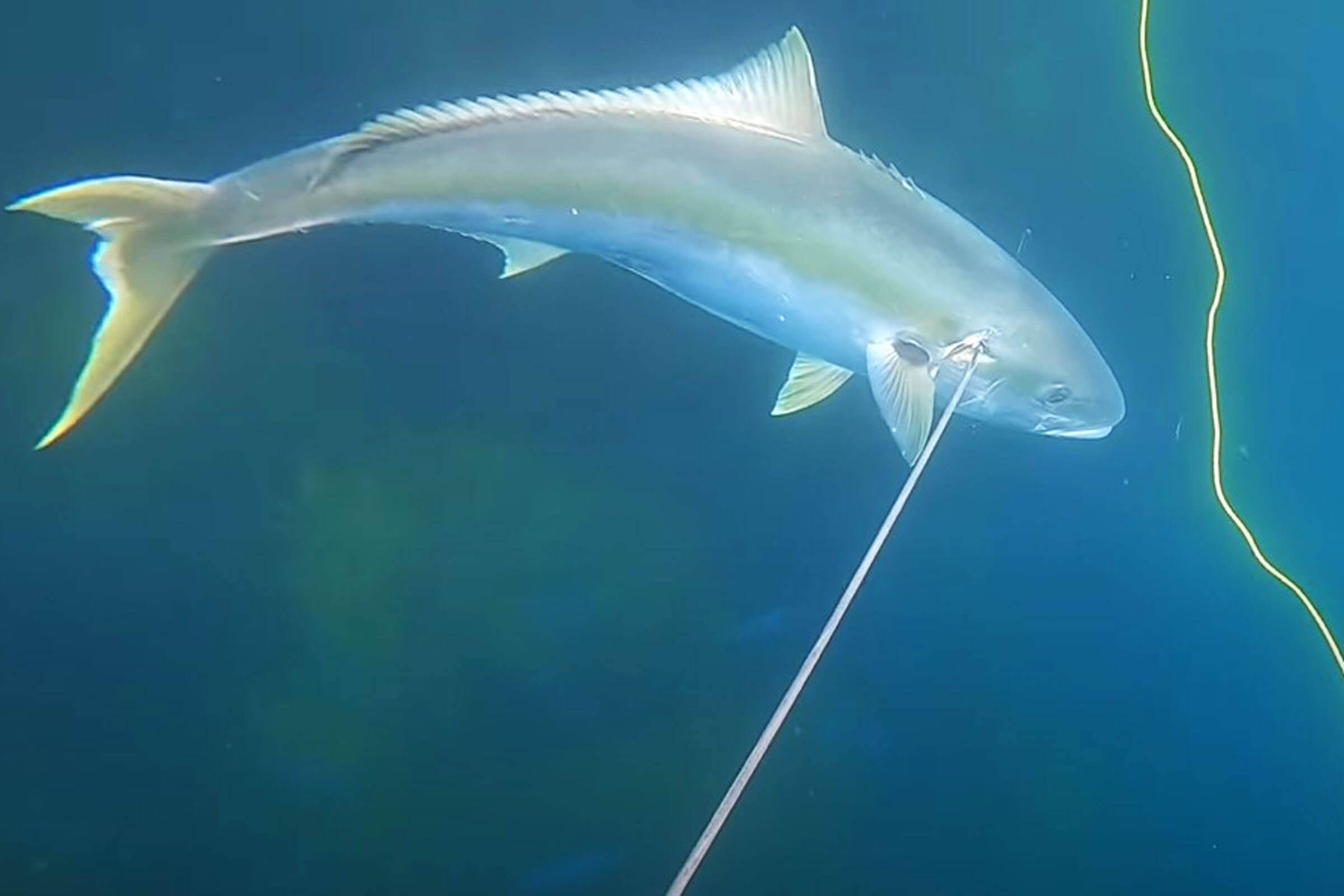Spearfishing Kingfish NZ - NZ Fishing World