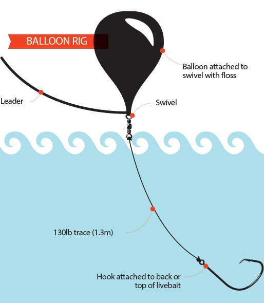 It's better alive part 2 - An expert's guide to livebaiting - NZ ...