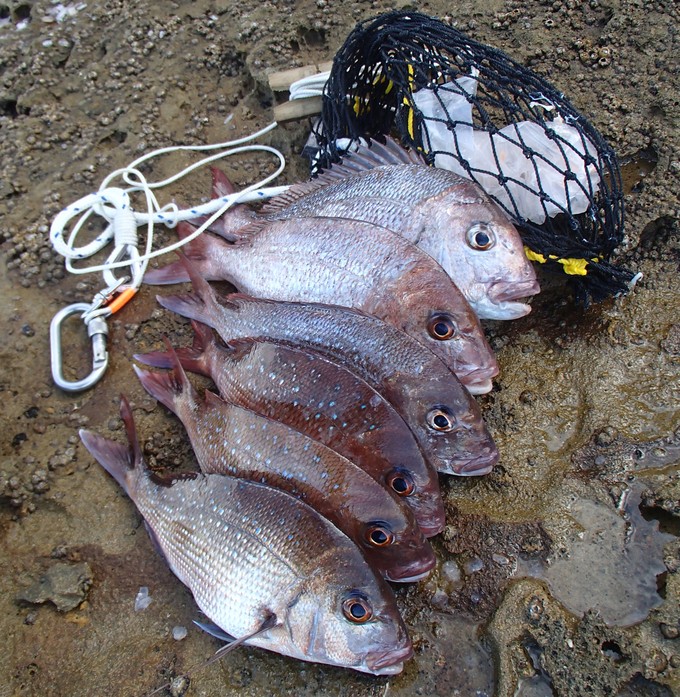 Brewing the perfect berley bite - NZ Fishing World