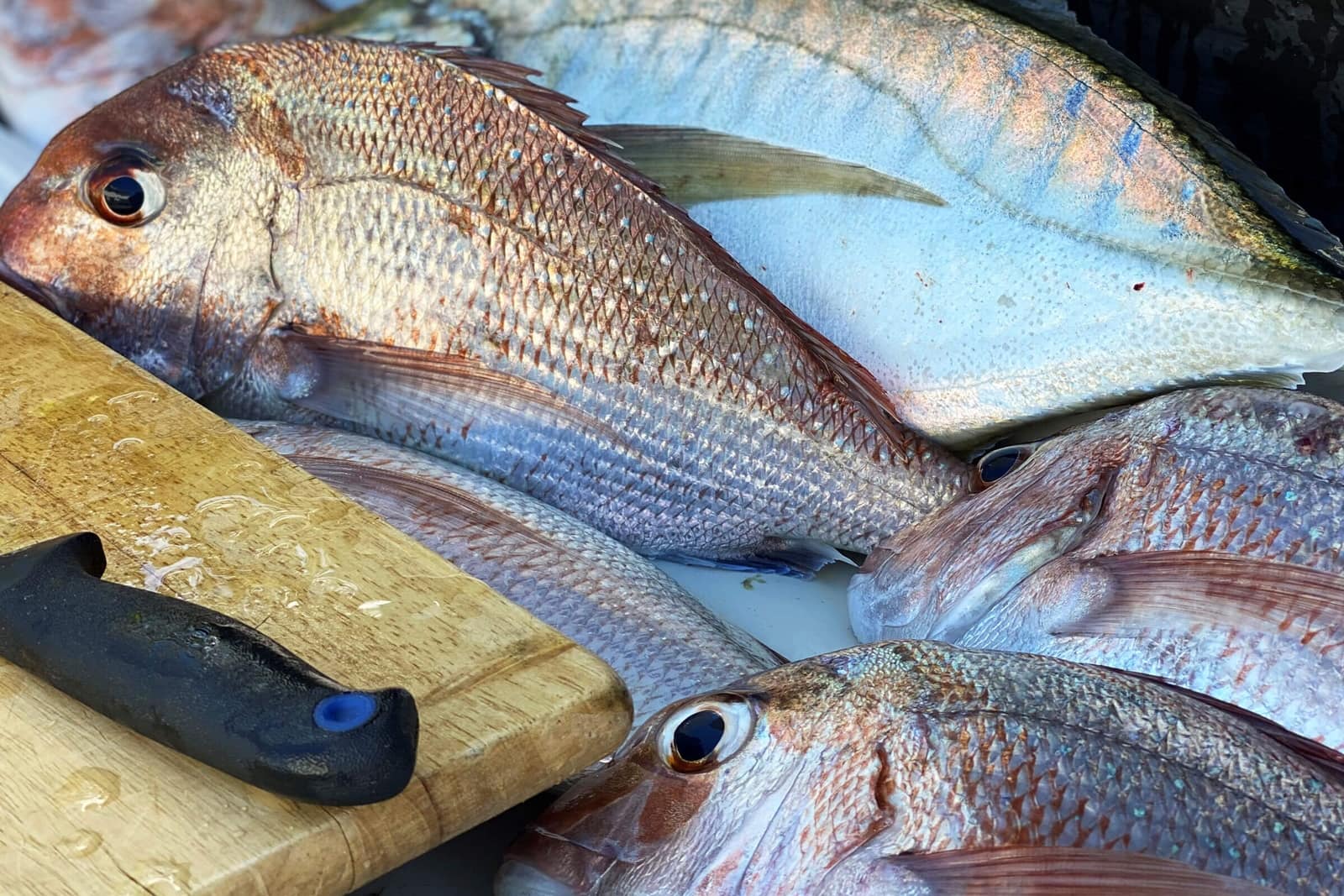 How to fillet a fish - NZ Fishing World