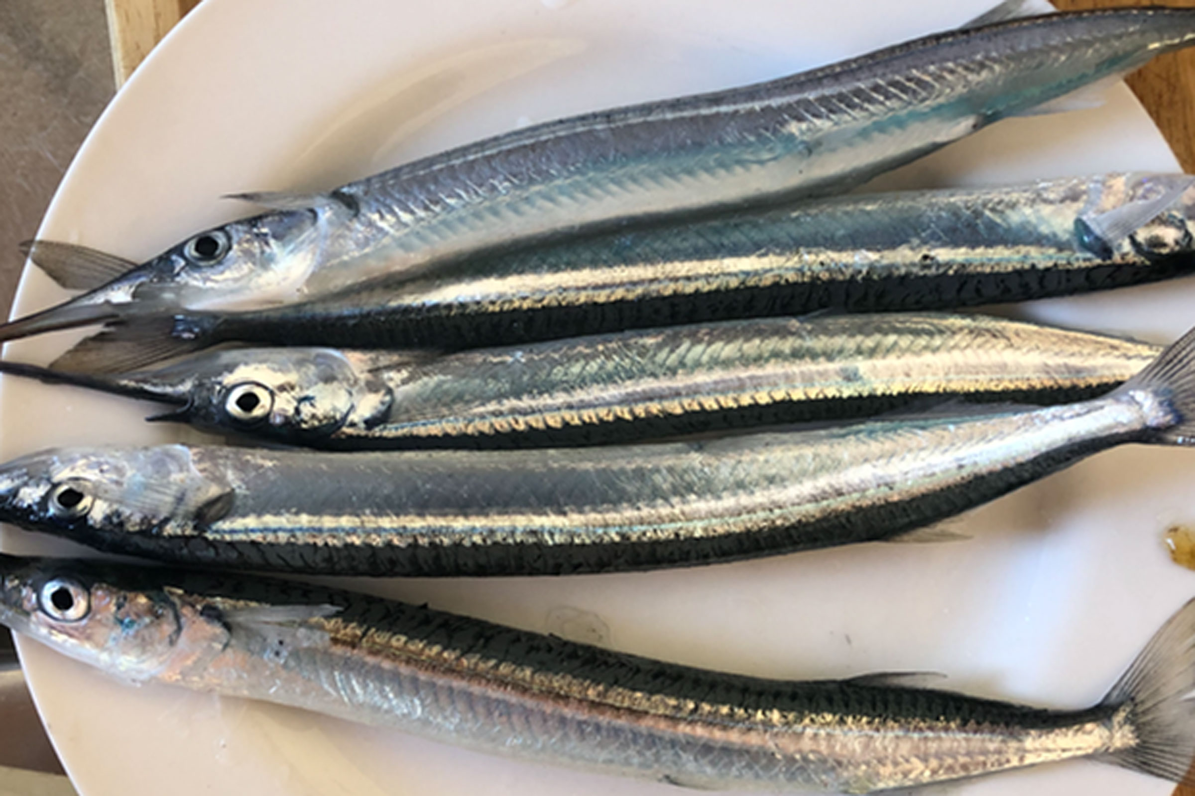 Catching kingfish with piper - NZ Fishing World