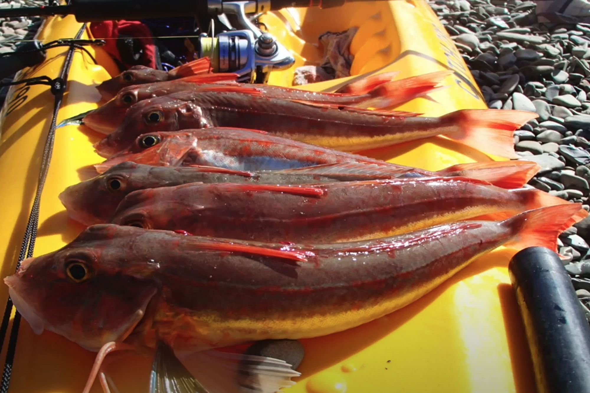 How to rig up for catching gurnard - NZ Fishing World