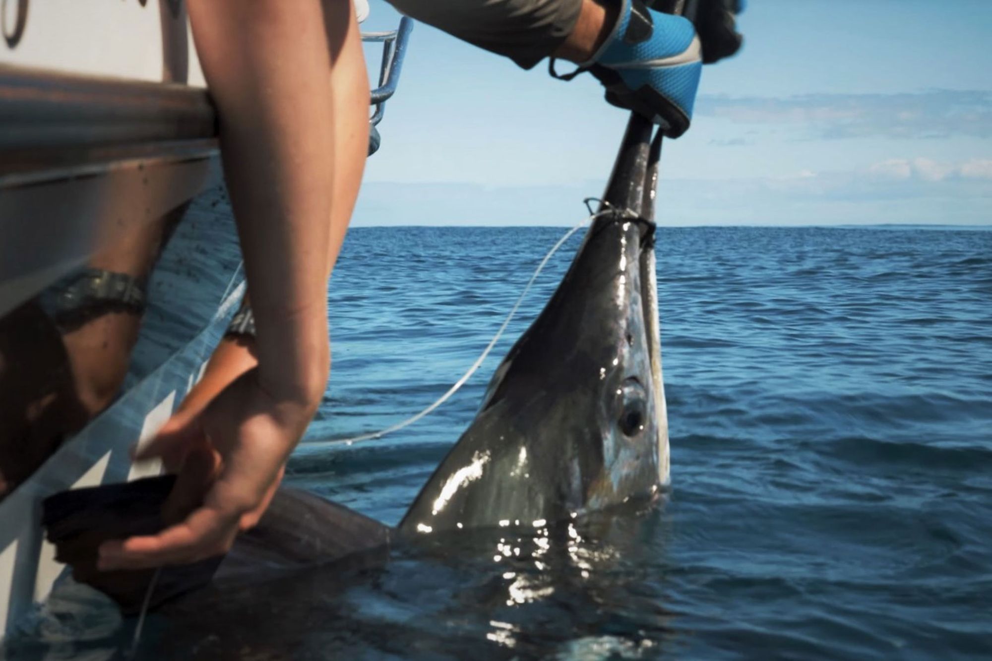 My First Marlin - NZ Fishing World