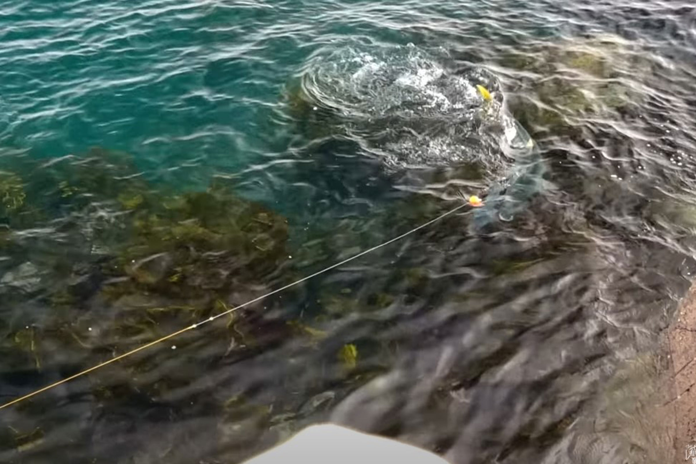 The Lateral Line: EP #49 - NZ Fishing World