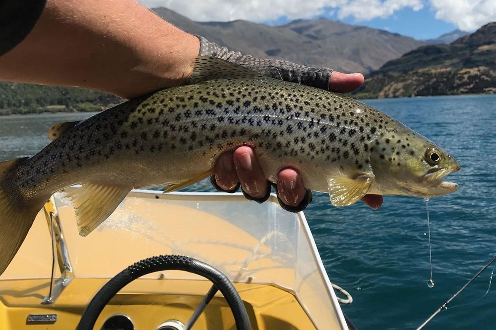How To Fly Fish Lake Wanaka - NZ Fishing World