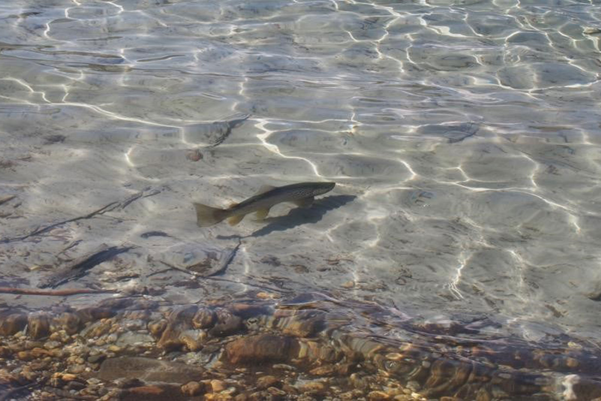 How To Fly Fish Lake Wanaka - NZ Fishing World