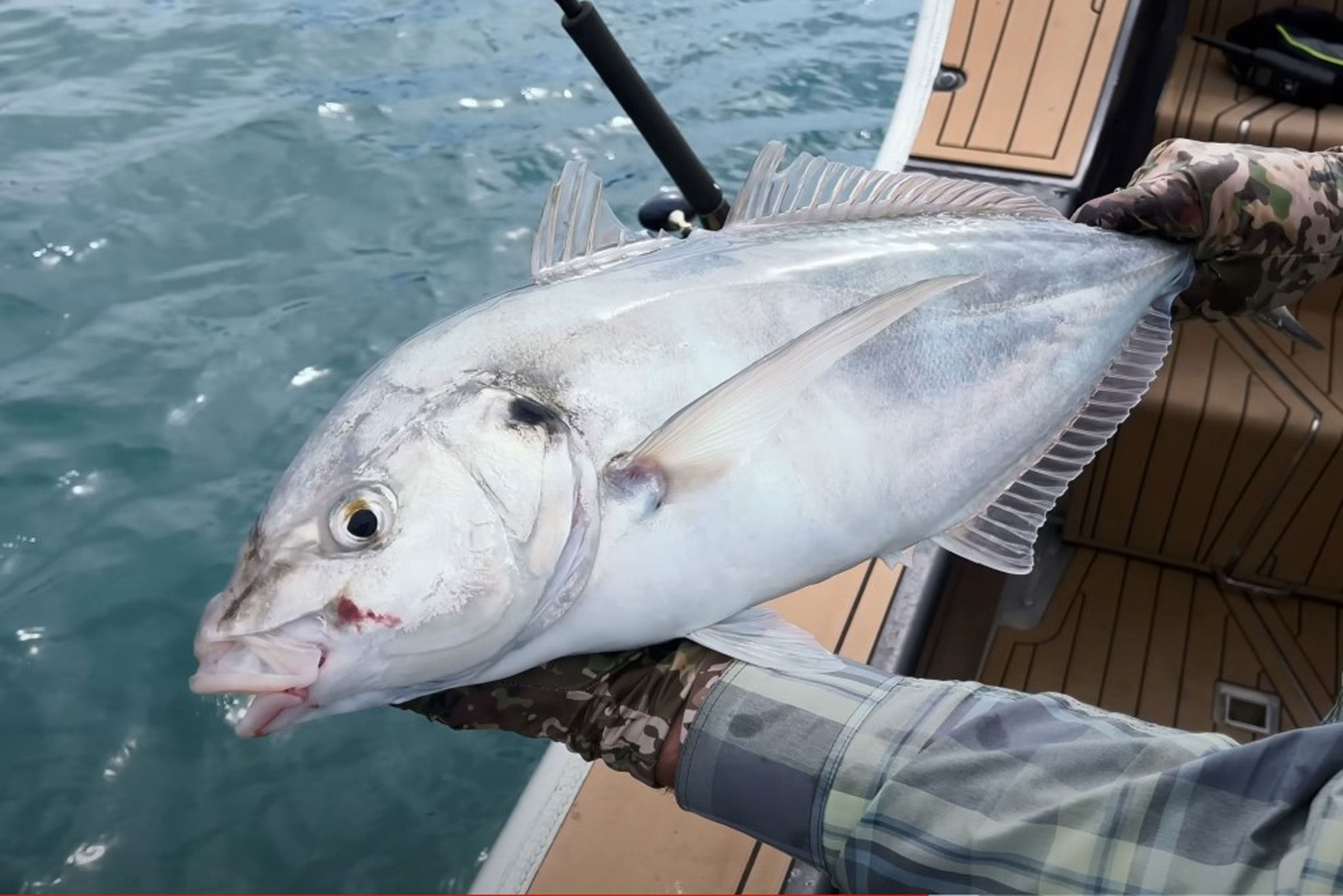 The Lateral Line: EP #56 - NZ Fishing World