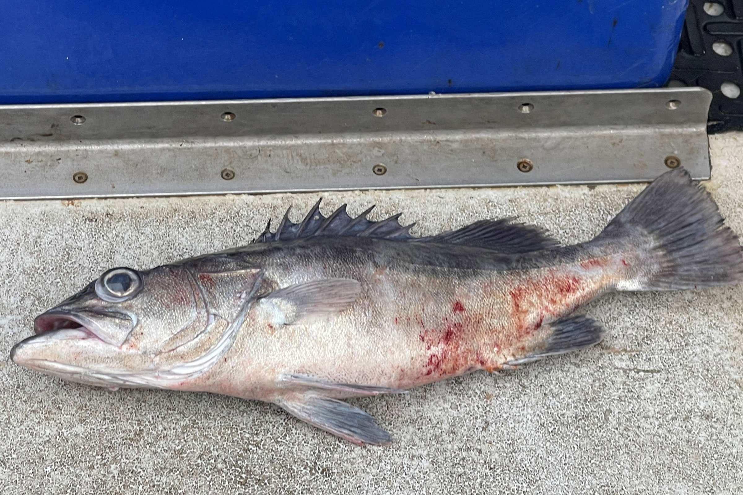 Fishing Report for Kawhia and Raglan 19th Jan