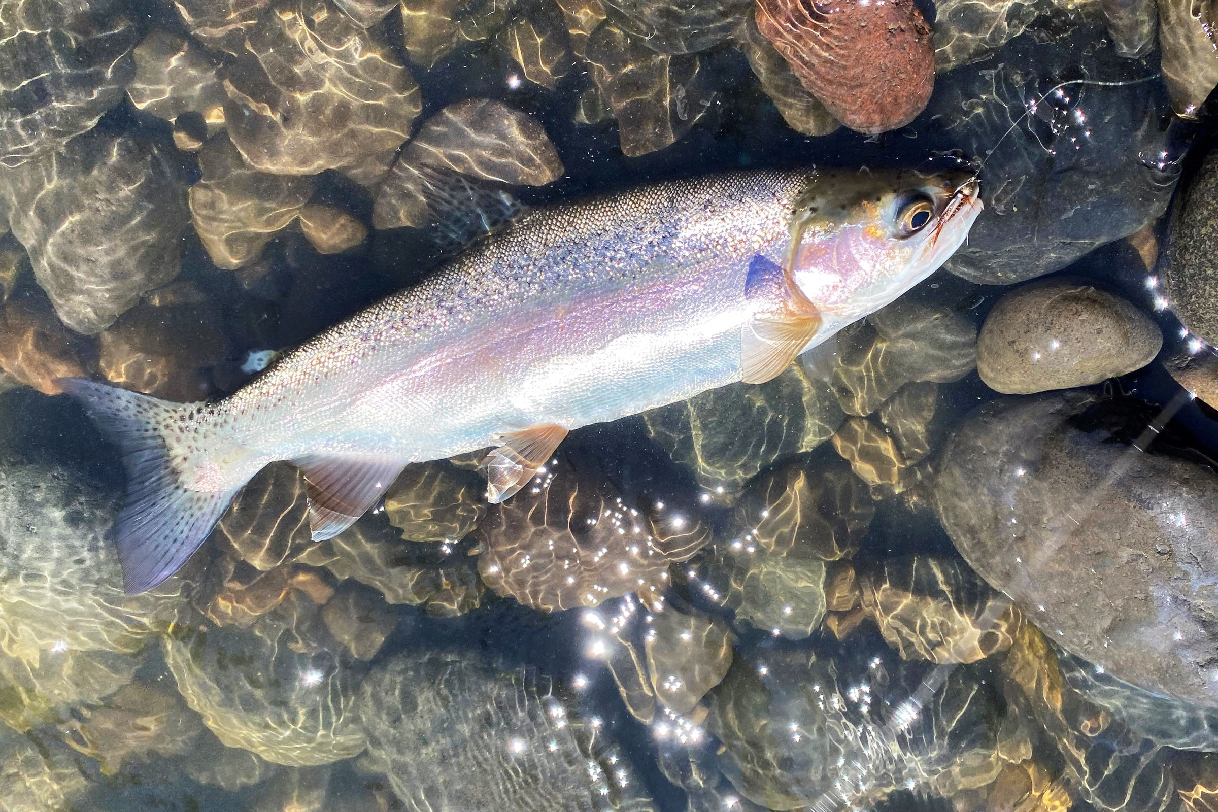 Adventure Fishing the Whanganui River - NZ Fishing World