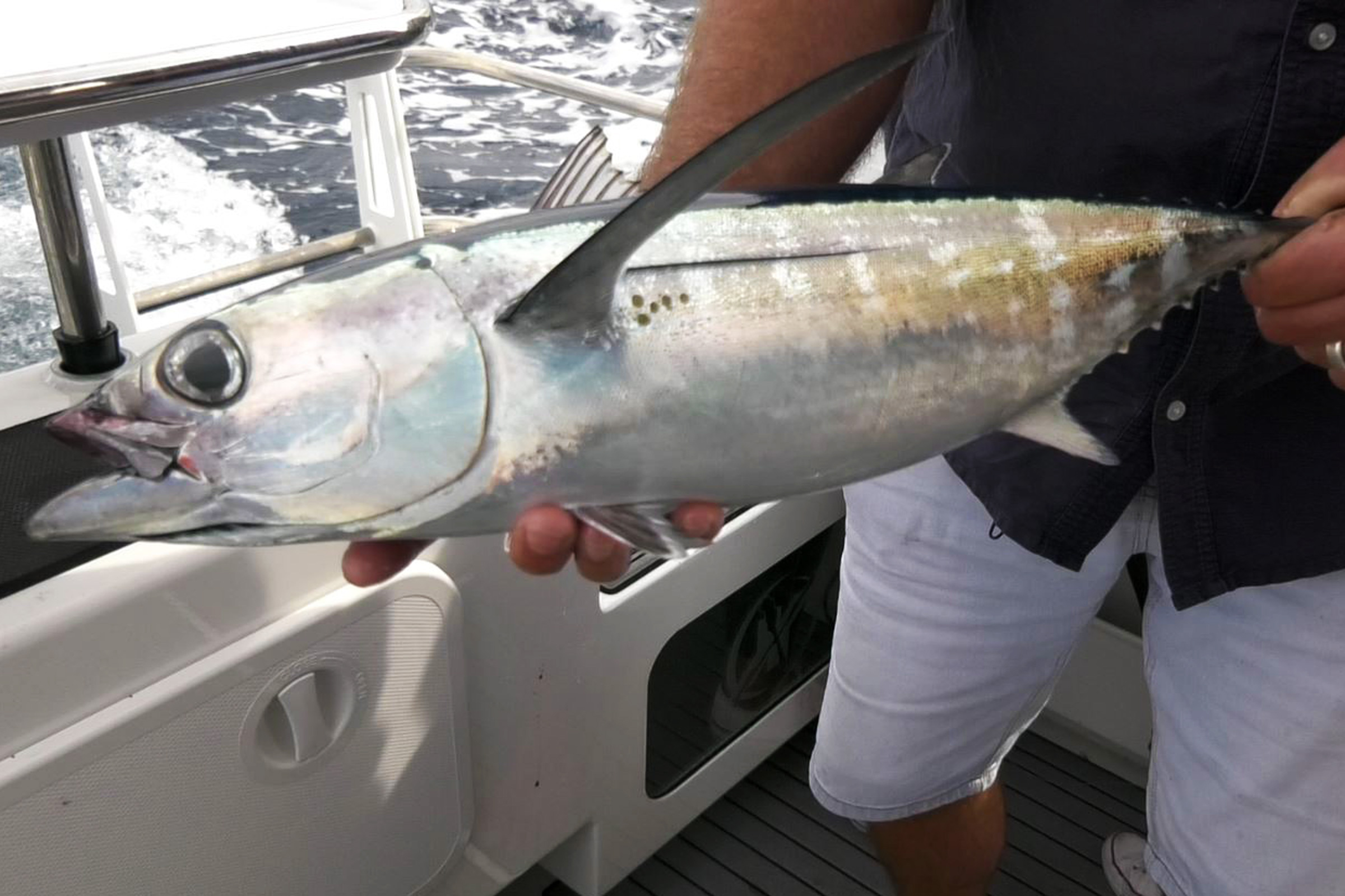 How to catch, fillet, and cook albacore - NZ Fishing World