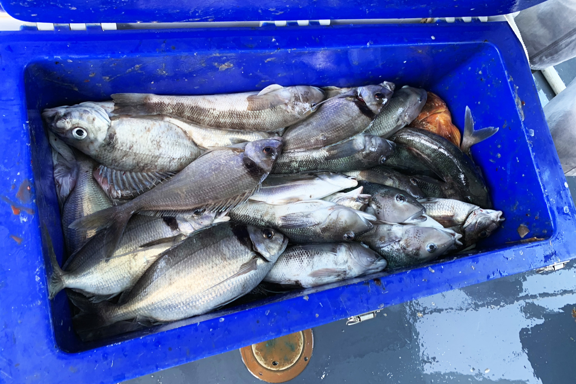 How to catch tarakihi - Pete Lamb's top tips - NZ Fishing World