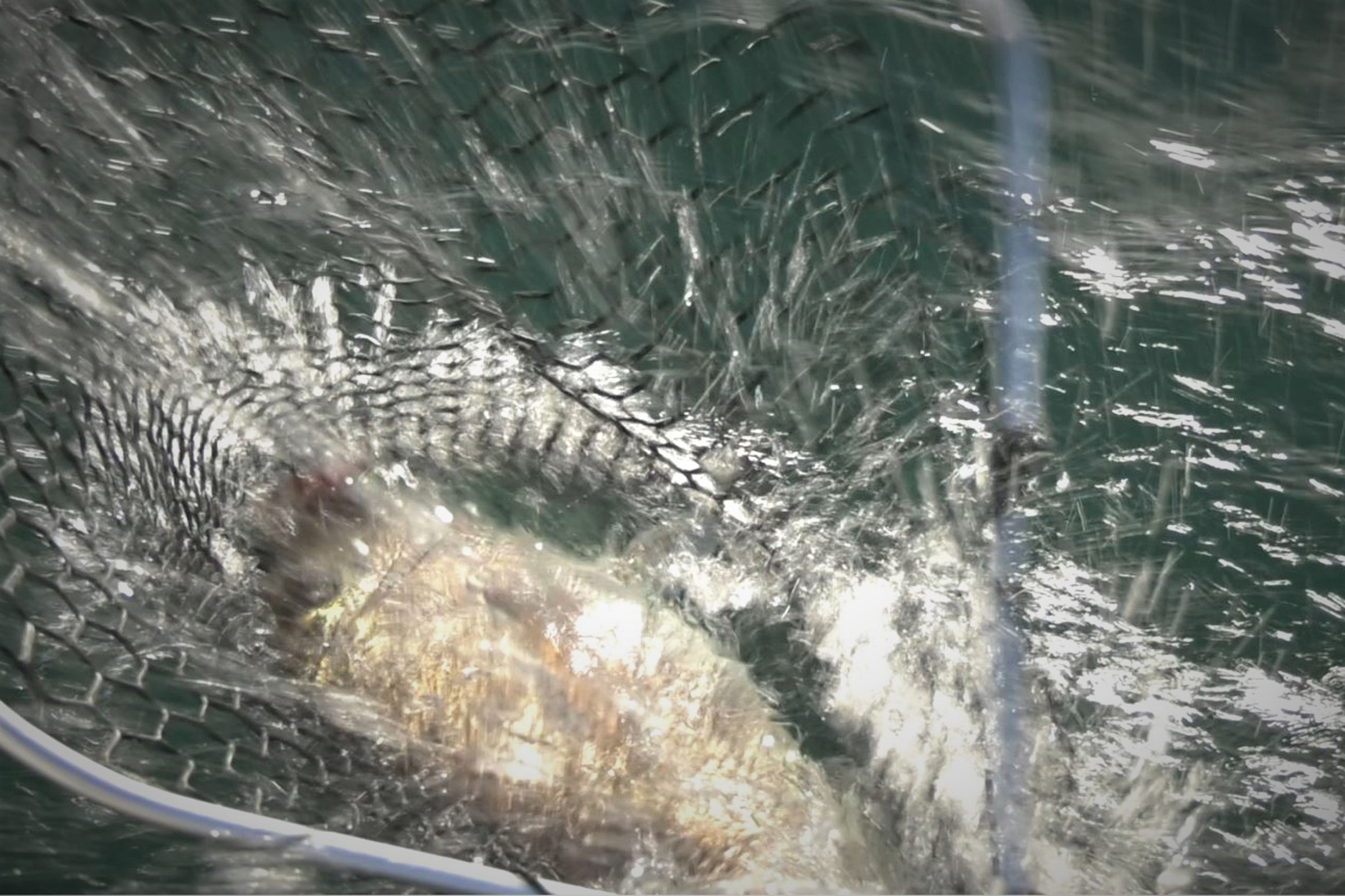 Pete Lamb’s top tips for catching snapper - NZ Fishing World