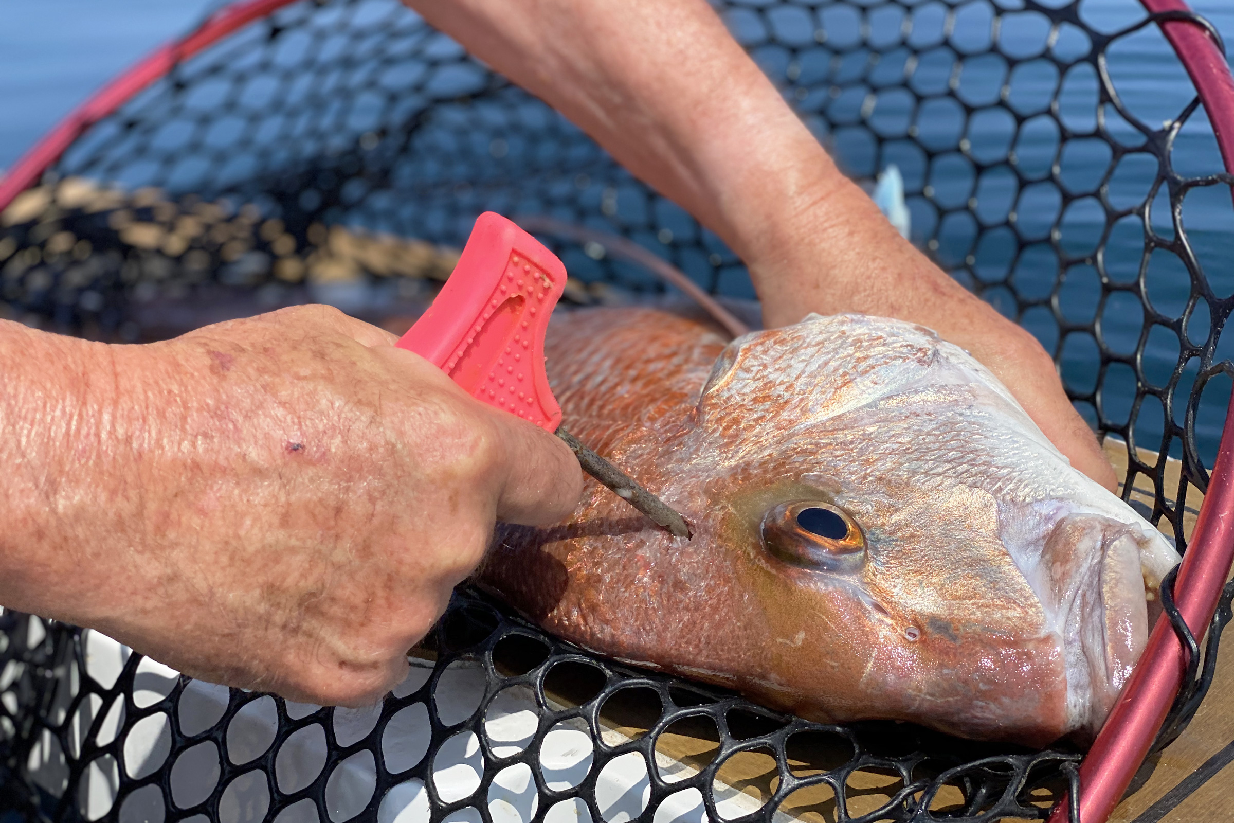 Pete Lamb’s top tips for catching snapper - NZ Fishing World