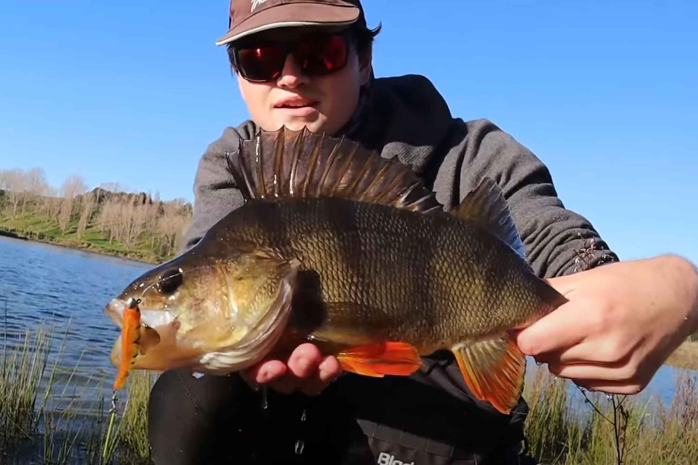How to catch redfin perch in New Zealand - NZ Fishing World