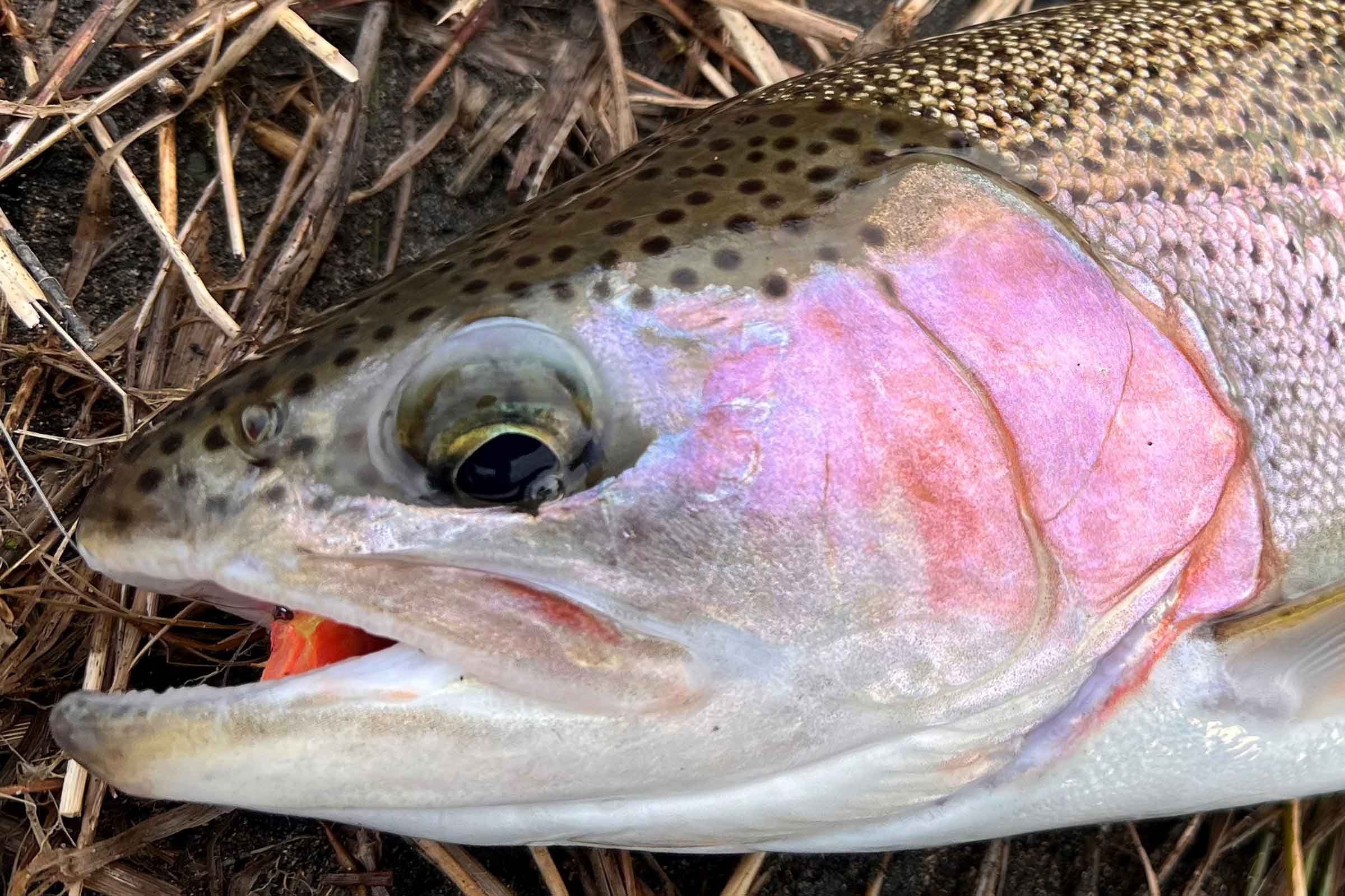 Fishing Report for Central North Island: Freshwater