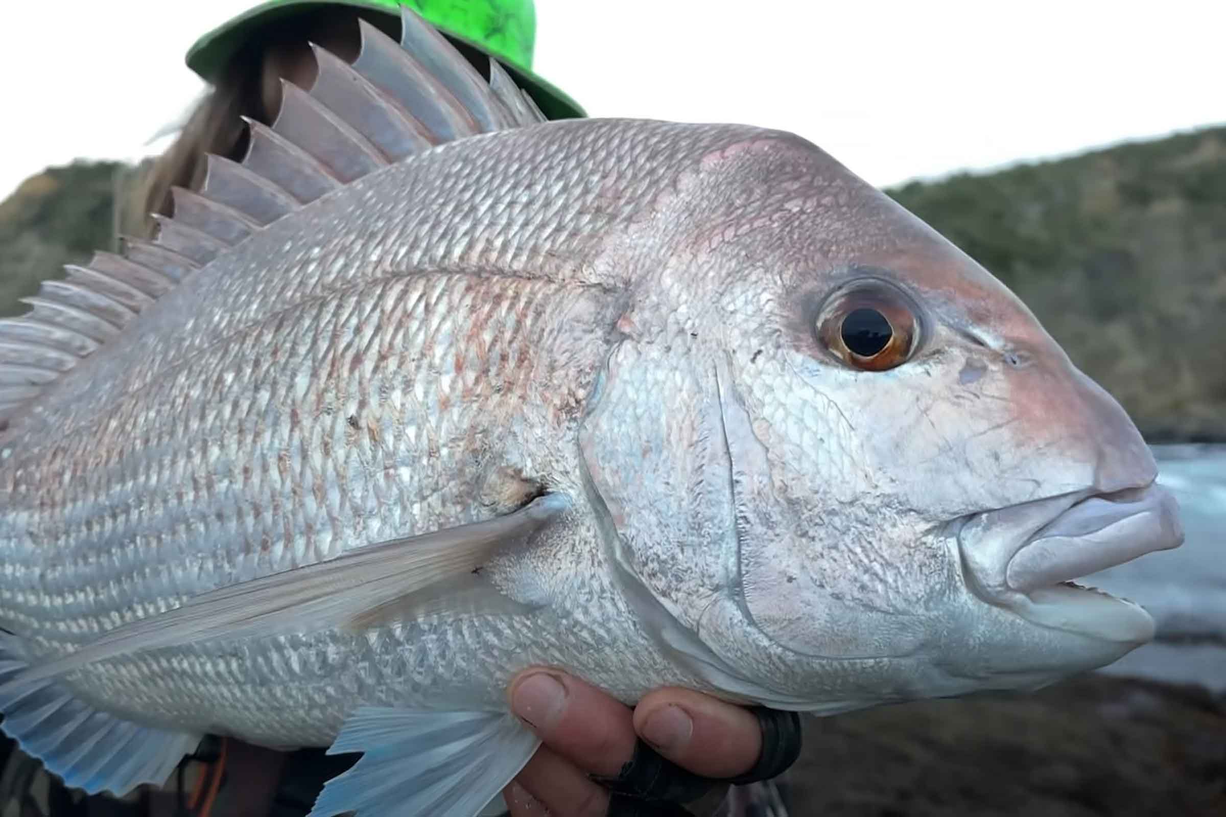 Big snapper off the rocks: The Lateral Line July 2023 - NZ Fishing World