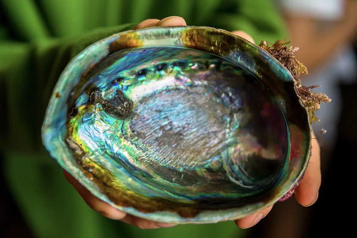 Recreational daily pāua limits reduced for lower and central North ...