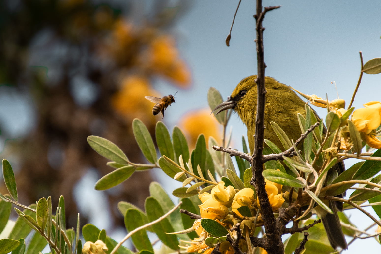 NGSS Units On Native Plants and Pollinators