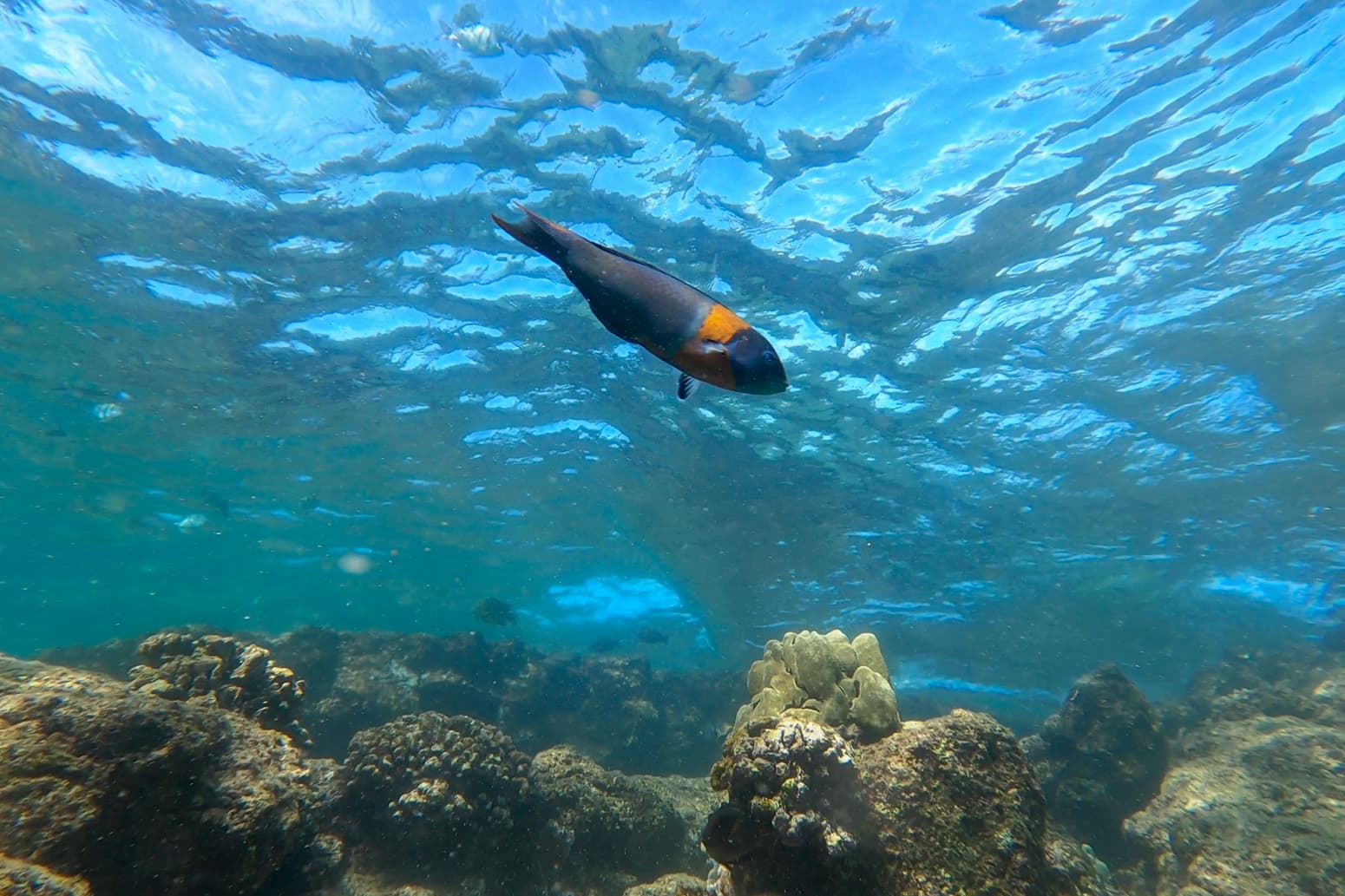 NGSS Units On Coral Reef Ecosystems