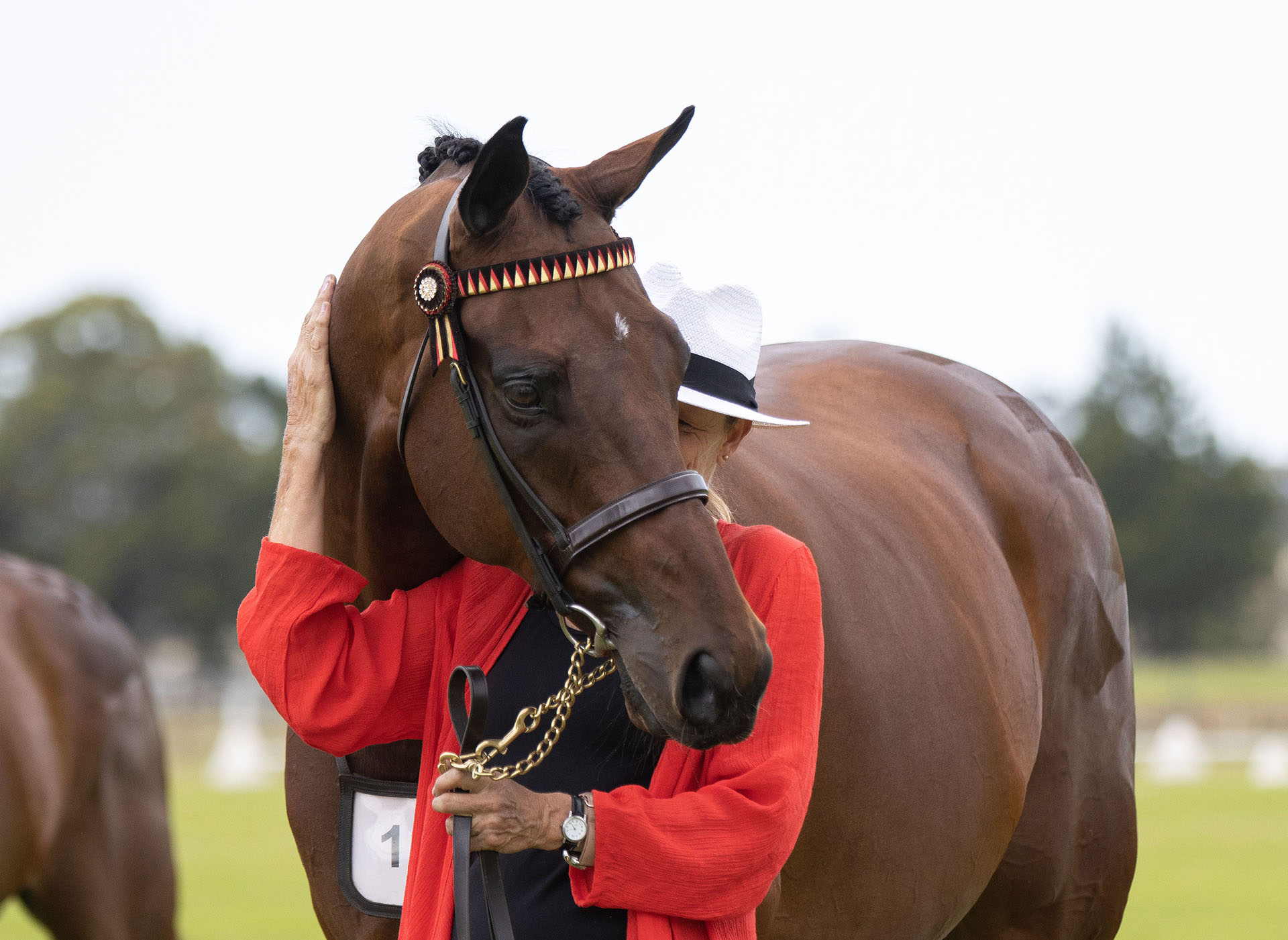 Off The Track Horses - Life After Racing | Racehorse Rehoming