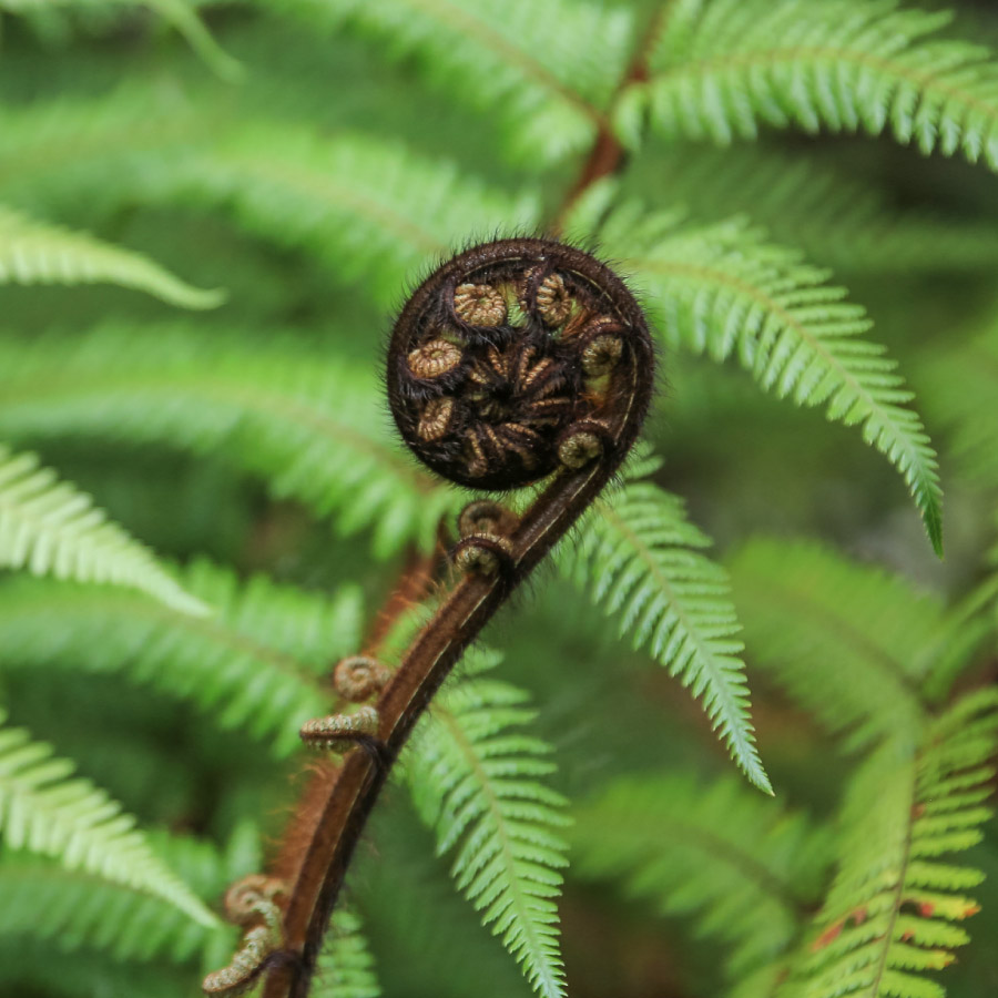 HARC - Health and Research Collaborative Whanganui