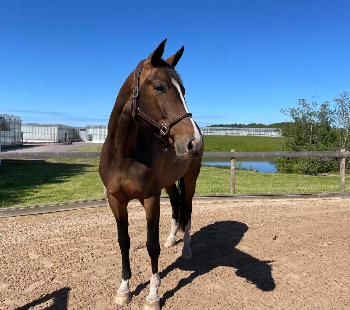 CapillaryFlow | Build dry and mud-free turnouts