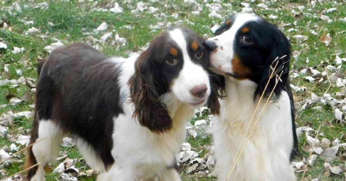 English Springer Spaniel Puppy Tri Color