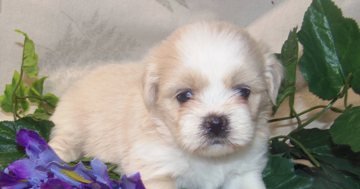 Lhasa Apso Puppies - Countryside Kennels