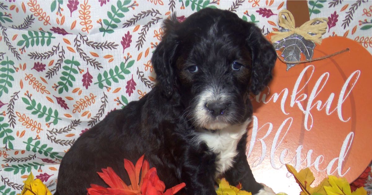 Springerdoodle - Countryside Kennels