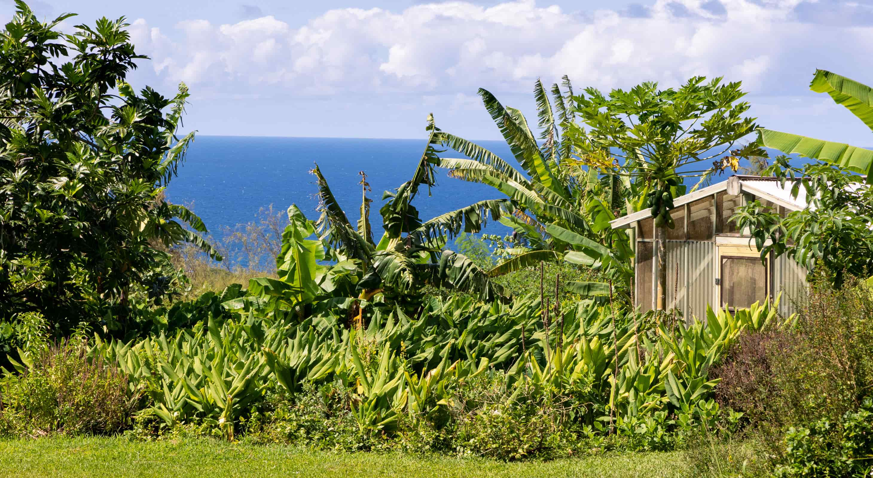 HIP Farm | Regenerative Agriculture & Learning Center in Kohala, Hawaii