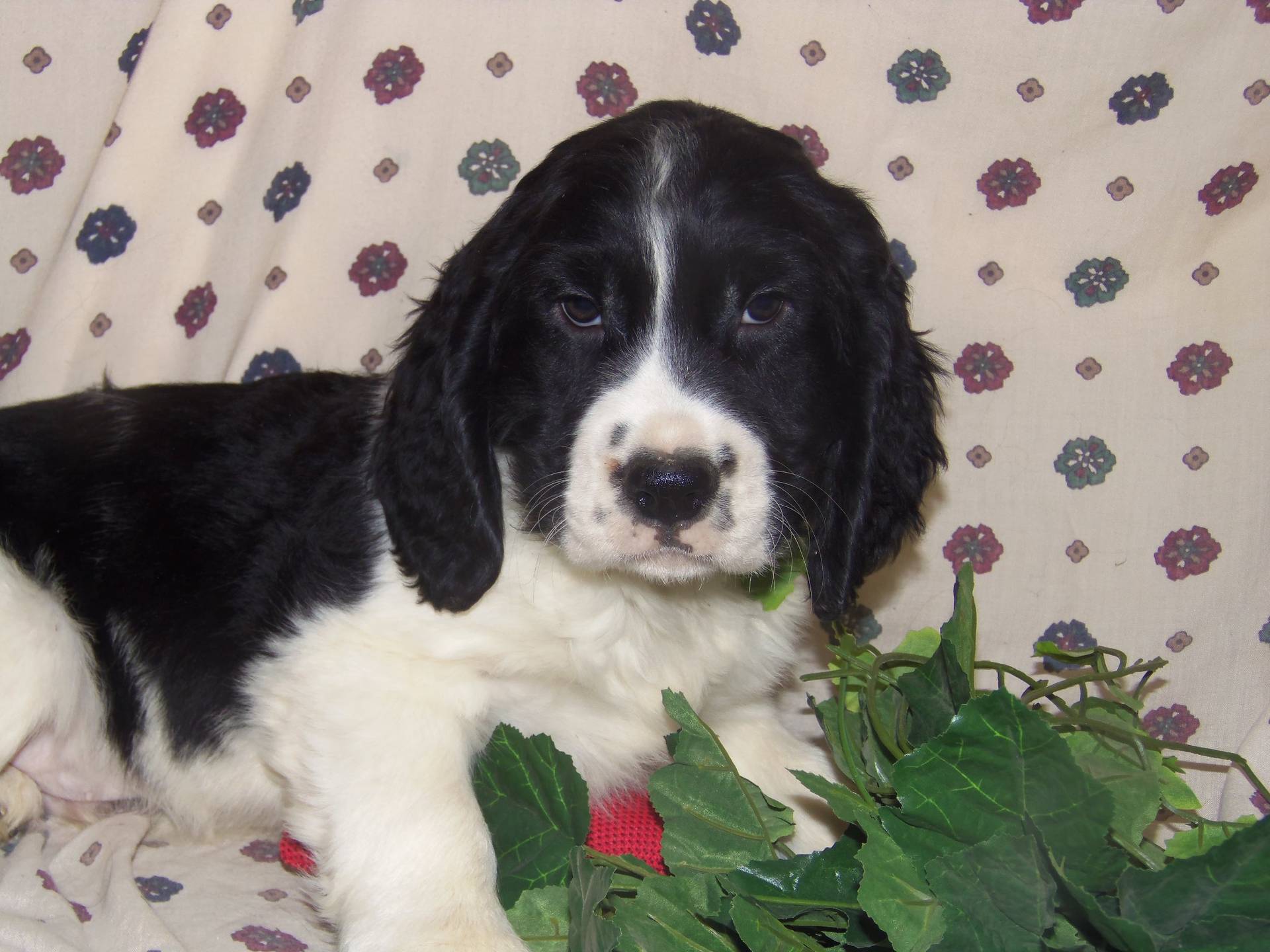 English Springer Spaniel Puppies - Countryside Kennels