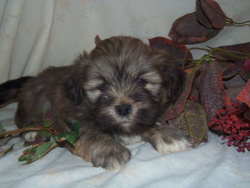 Lhasa Apso Puppies - Countryside Kennels